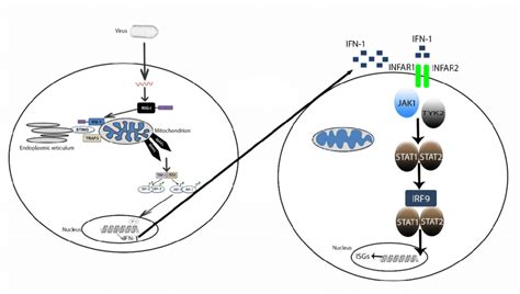 Schematic Diagram Of The IFN Signaling Pathways Induced By IFN 1 RLR