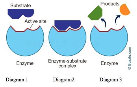 Enzyme Substrate Complex Labeled