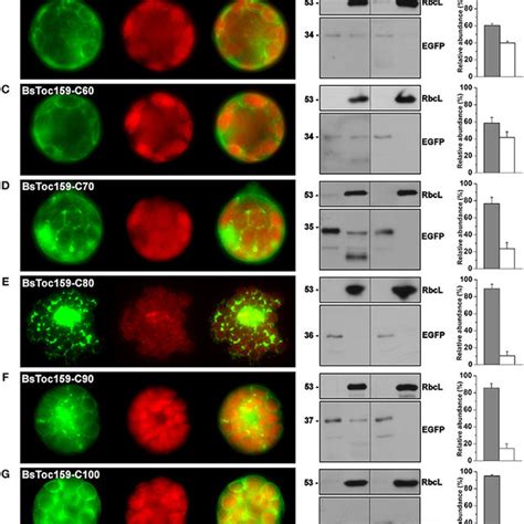 Transient Expression Of Egfp Fusion Proteins With The C Terminal