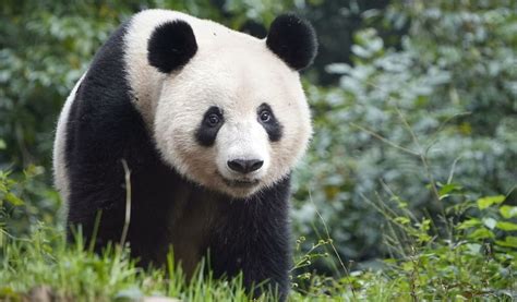 Pforzen Spektakulärer Fund Ur Panda In Tongrube Entdeckt Mopo