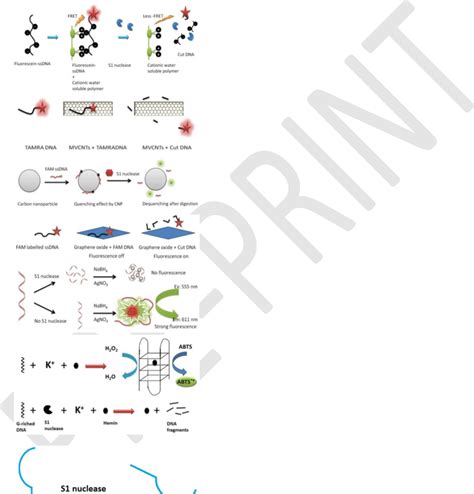Fluorescence Based Biosensor Models For Detection Of Nuclease Activity