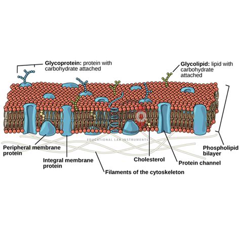 Lipid Bi Layer Bilayer Membrane Model India Manufacturers Suppliers Exporters In India
