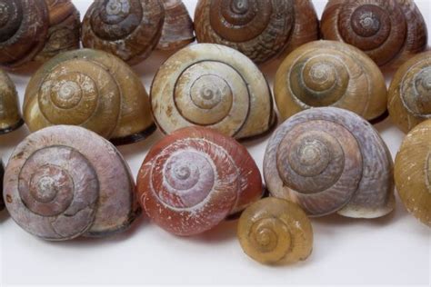 Free Images Pattern Invertebrate Series Reptiles Escargot