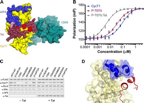 Figures And Data In The Aff4 Scaffold Binds Human P Tefb Adjacent To Hiv Tat Elife