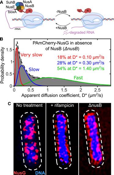 Single Molecule Tracking Reveals The Functional Allocation In Vivo Interactions And Spatial