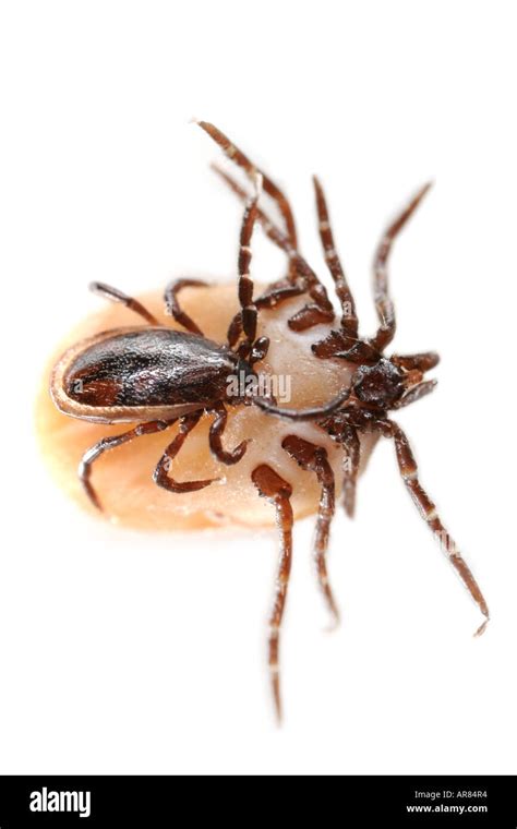 Tick Mating Cut Out Stock Images Pictures Alamy