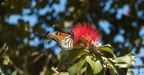Your Guide To Native Nz Spring And Summer Flowers Trees That Count