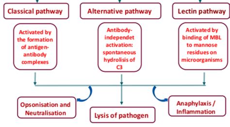 W1 The Complement Flashcards Quizlet
