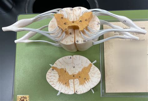 Spinal Cord Model Diagram Quizlet
