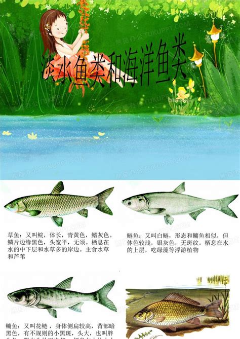 淡水鱼类和海洋鱼类ppt模板下载 编号lwmwvper 熊猫办公