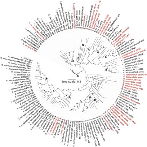 A Phylogenetic Tree From Concatenated Protein Sequence Alignment The Download Scientific