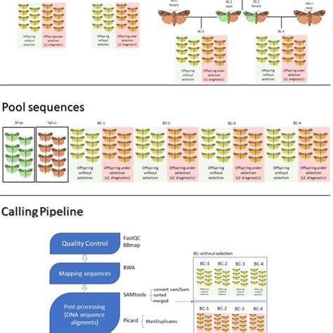 Experimental Design Pool Sequences And Snp Calling Pileline Download Scientific Diagram
