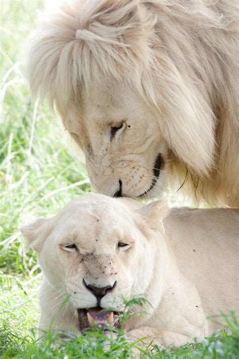 White Lions Mating Royalty Free Stock Photo Image