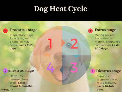 Can You Stop A Dogs Heat Cycle