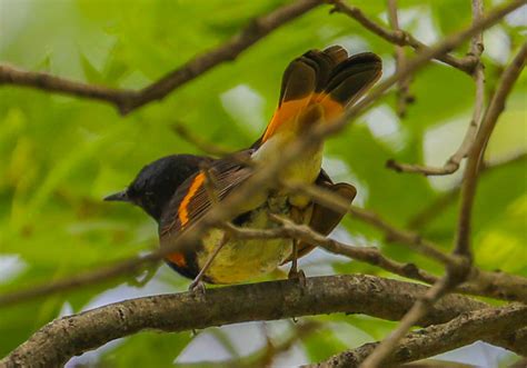 Cannundrums American Redstart