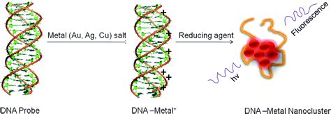 Dna Assembled Metal Nanoclusters Synthesis To Novel Applications Rsc Advances Rsc Publishing