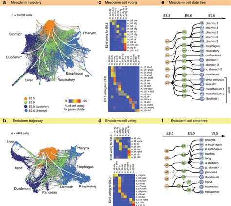 Coordinated Endoderm And Mesoderm Cell Trajectories A B Force Directed