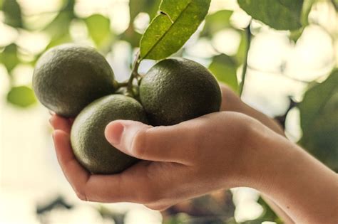 흐릿한 배경에 여자의 손에 가지에 익는 녹색 레몬의 무리 소음 및 곡물 작물에 대한 스톡 사진 및 기타 이미지 작물 감귤류 과일 라임 Istock