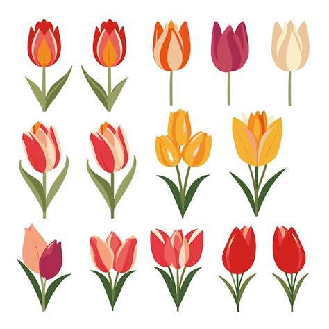 Premium Vector Vector Tulip Collection Set
