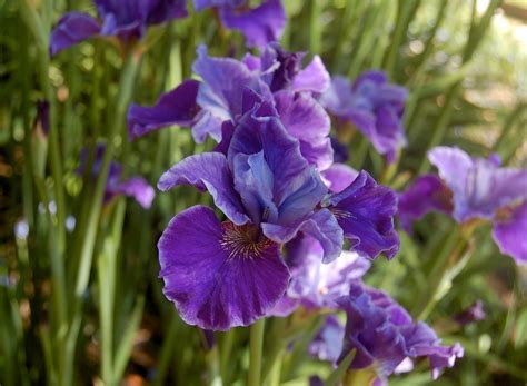 World Of Irises Growing Siberian Irises