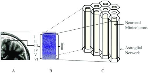 Three Dimensional 3d Organization Of The Human Neocortex Scanning Download Scientific