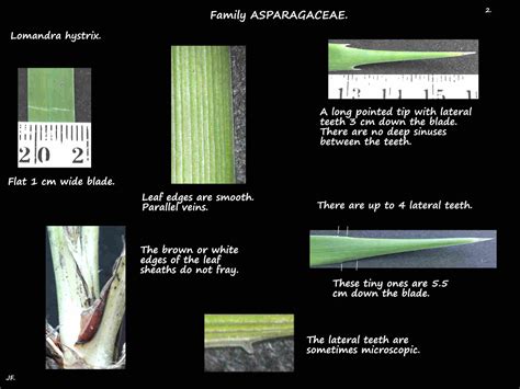 Lomandra Hystrix Botany Brisbane