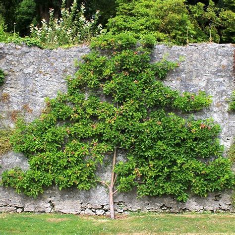 Malus Domestica Granny Smith Apple Espalier Little Red Nursery Llc
