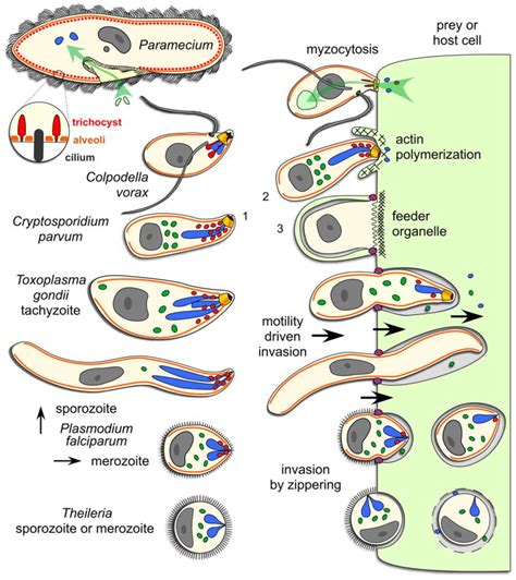 Evolution Of Apicomplexan Secretory Organelles Pmc