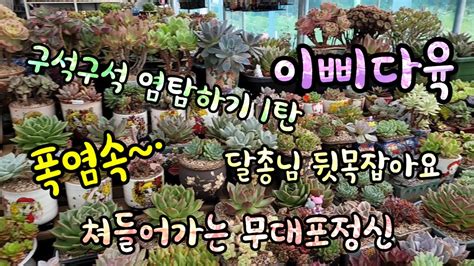 이삐다육 염탐하기 1탄 폭염속에 쳐들어가는 무대포정신 달총님 뒷목잡아요 다육이 다육농장 이삐다육 달콤한총각다육 Youtube