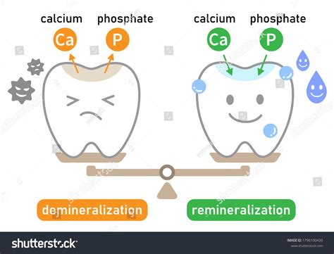 Cute Tooth Demineralization Remineralization On Balance Stock Vector