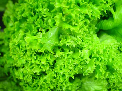 Leaf Green Lettuce At Isla Lascelles Blog
