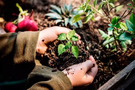Лунный посевной календарь садовода огородника и цветовода на 2024 год