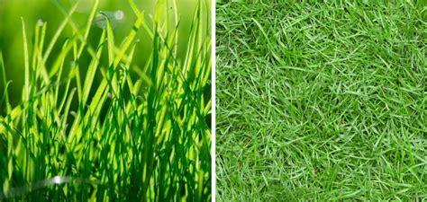 How To Make My Grass All The Same Color 3 Steps Guide 2025