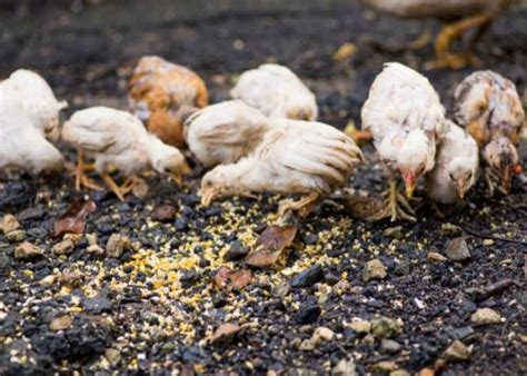 Chicken Salpingitis Causes Symptoms And Treatment The Happy Chicken Coop