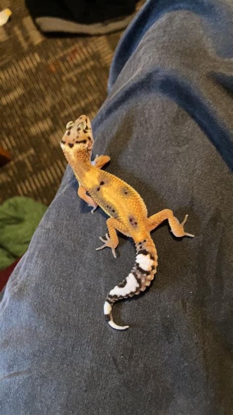 Does anyone know what morph this guy is? : r/leopardgeckos