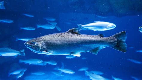 Mcbride Tourism Salmon Spawning