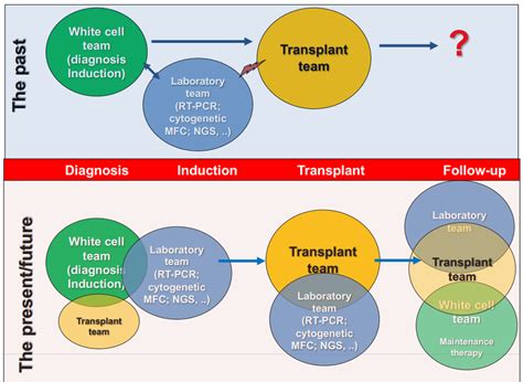 new approach for aml treatment from diagnosis to post transplant