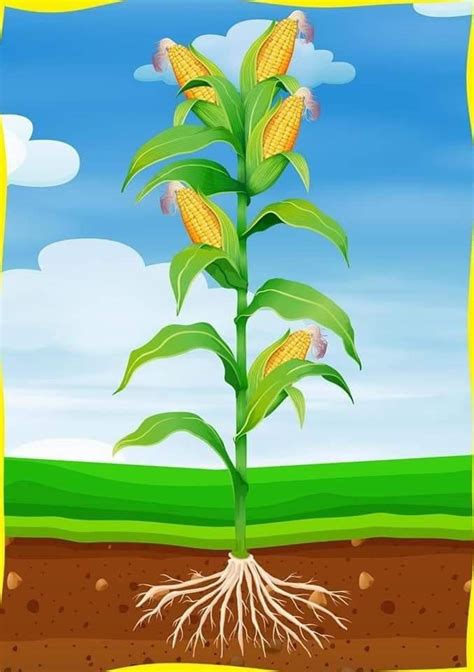 ប្រភេទរុក្ខជាតិមានផ្លែ Khmer Online Shop