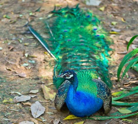 Beautiful Peacock Colourbox