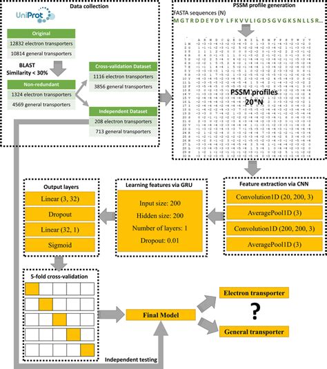 The Flowchart For Identifying Electron Transport Proteins Using 1d Rnn