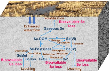 Two New Papers Analyze Selenium Distributions In Organic Rich Soils Of Northeastern China