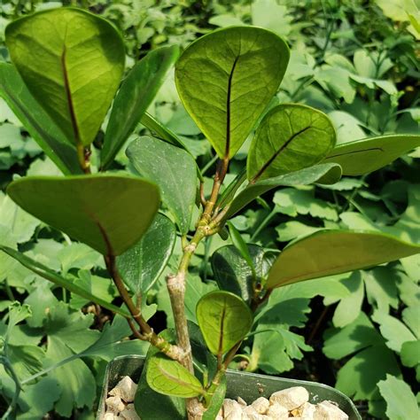 Ficus Triangularis Variegated 3 Pot Artofit