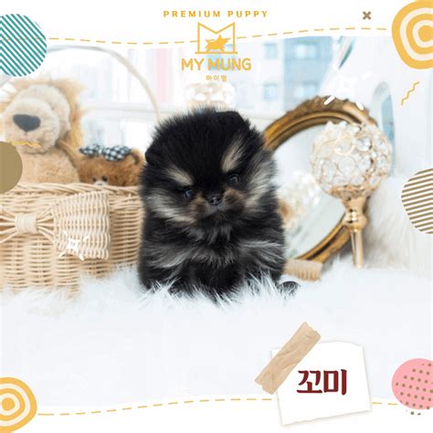 블랙탄포메 여아 마이멍