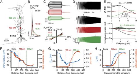 six experimentally constrained functional maps in the base model