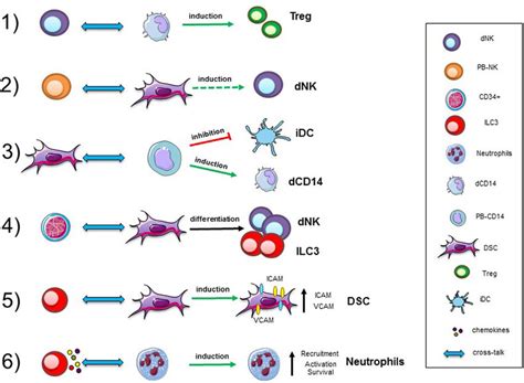 | Cellular interactions in human decidua. Representative interactions... | Download Scientific ...