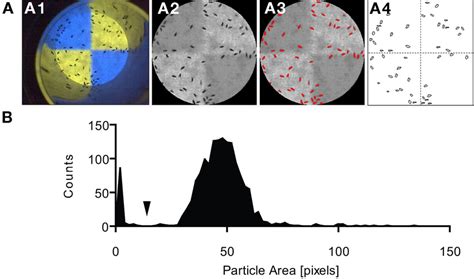 Semi Automatic Fly Counting Using Imagej Flies In Every Region Of