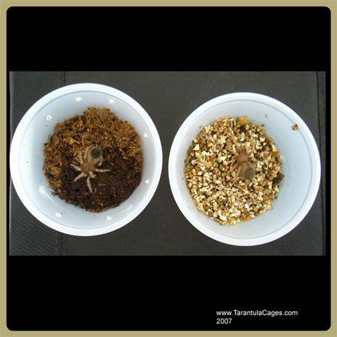 Basic Tarantula Care Sheet