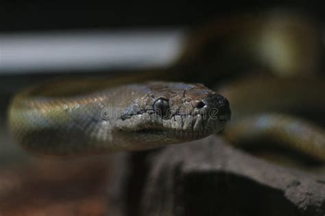 Close Up Of Papuan Water Python Or Apodora Papuana Or Papuan Olive Python Stock Image Image Of