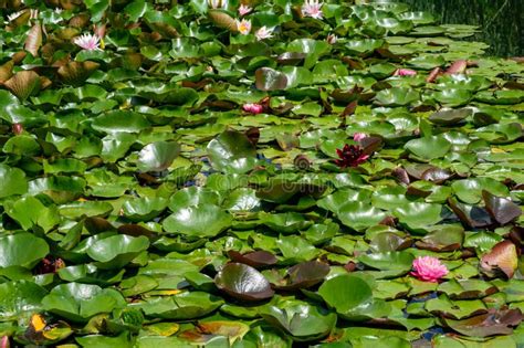 Water Lilies In The Pond Stock Photo Image Of Plant