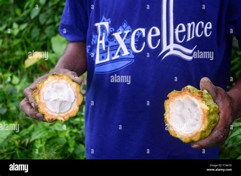 Inside A Cocoa Pod Hi Res Stock Photography And Images Alamy